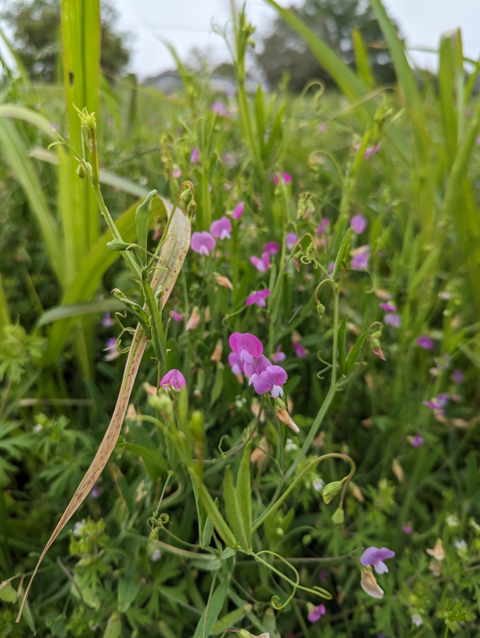 Lathyrus hirsutus L.