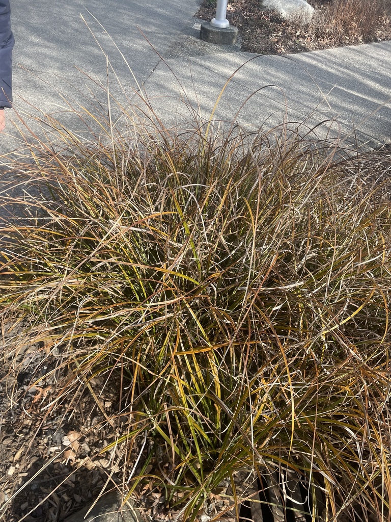 true sedges from University of Victoria, Saanich, BC, CA on March 17 ...