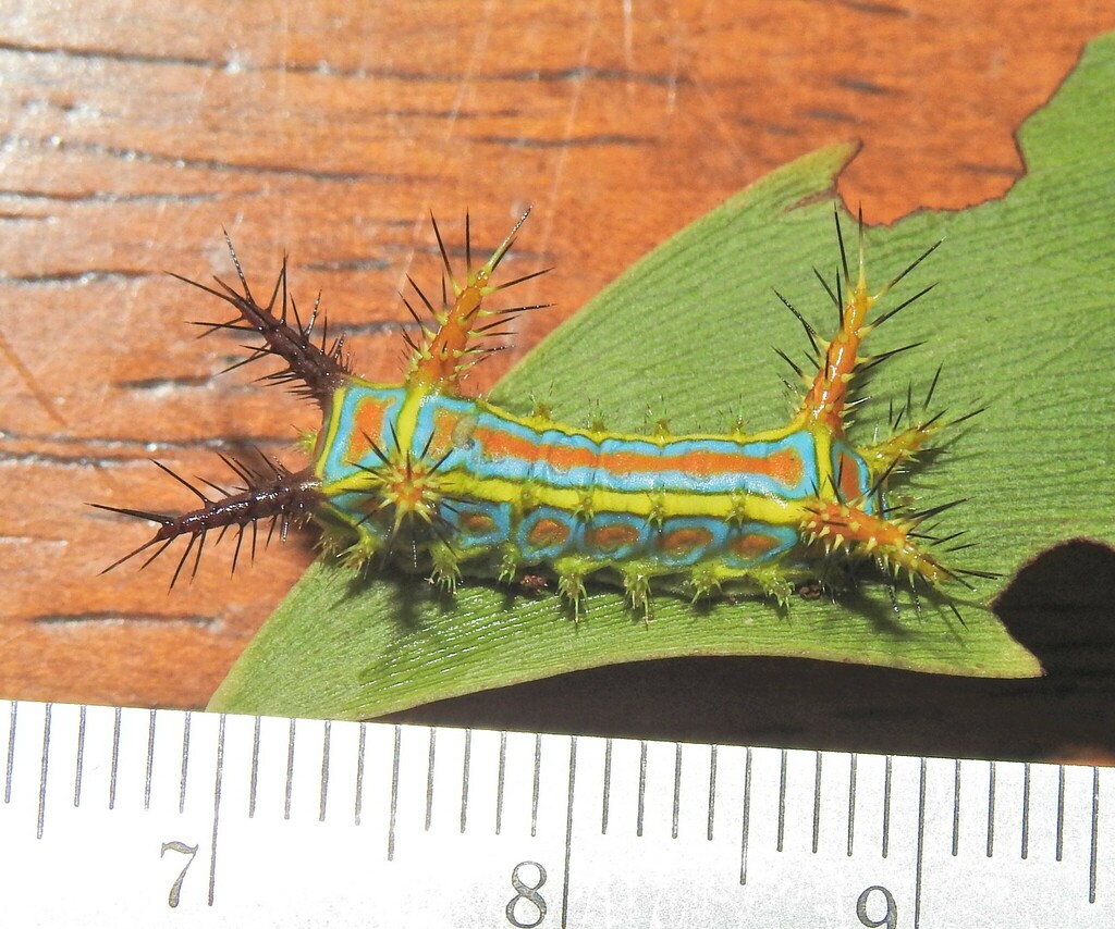 Comana albibasis from Talegalla Weir QLD 4650, Australia on March 25 ...