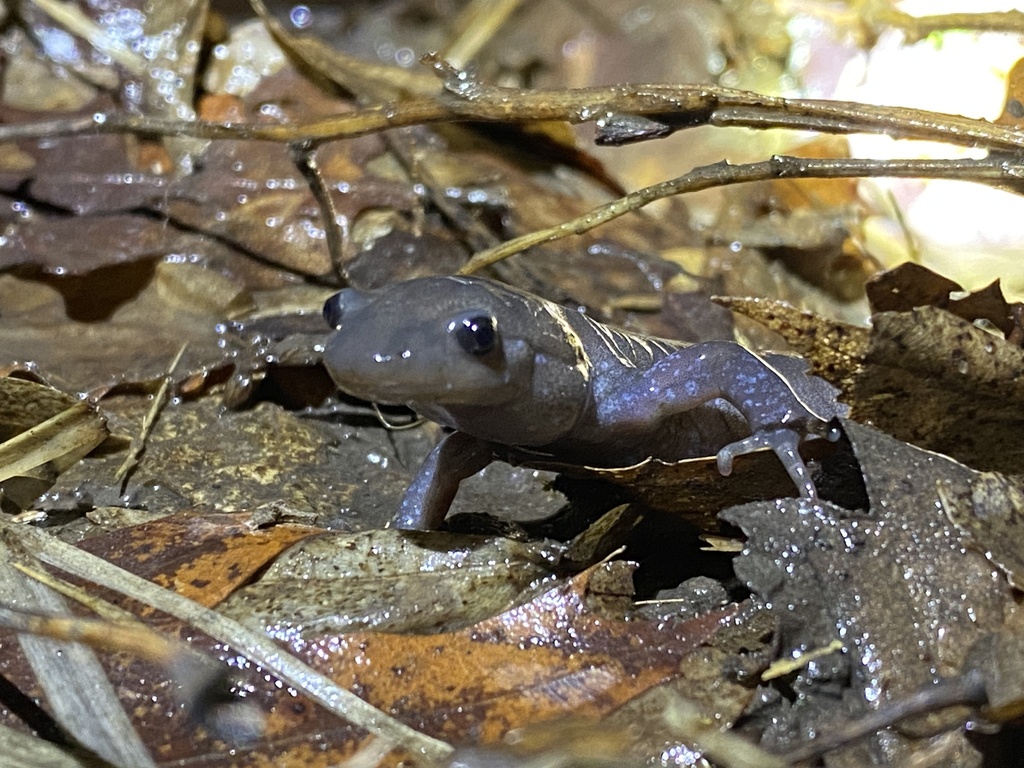 Jefferson Salamander in March 2023 by marcjohnson · iNaturalist