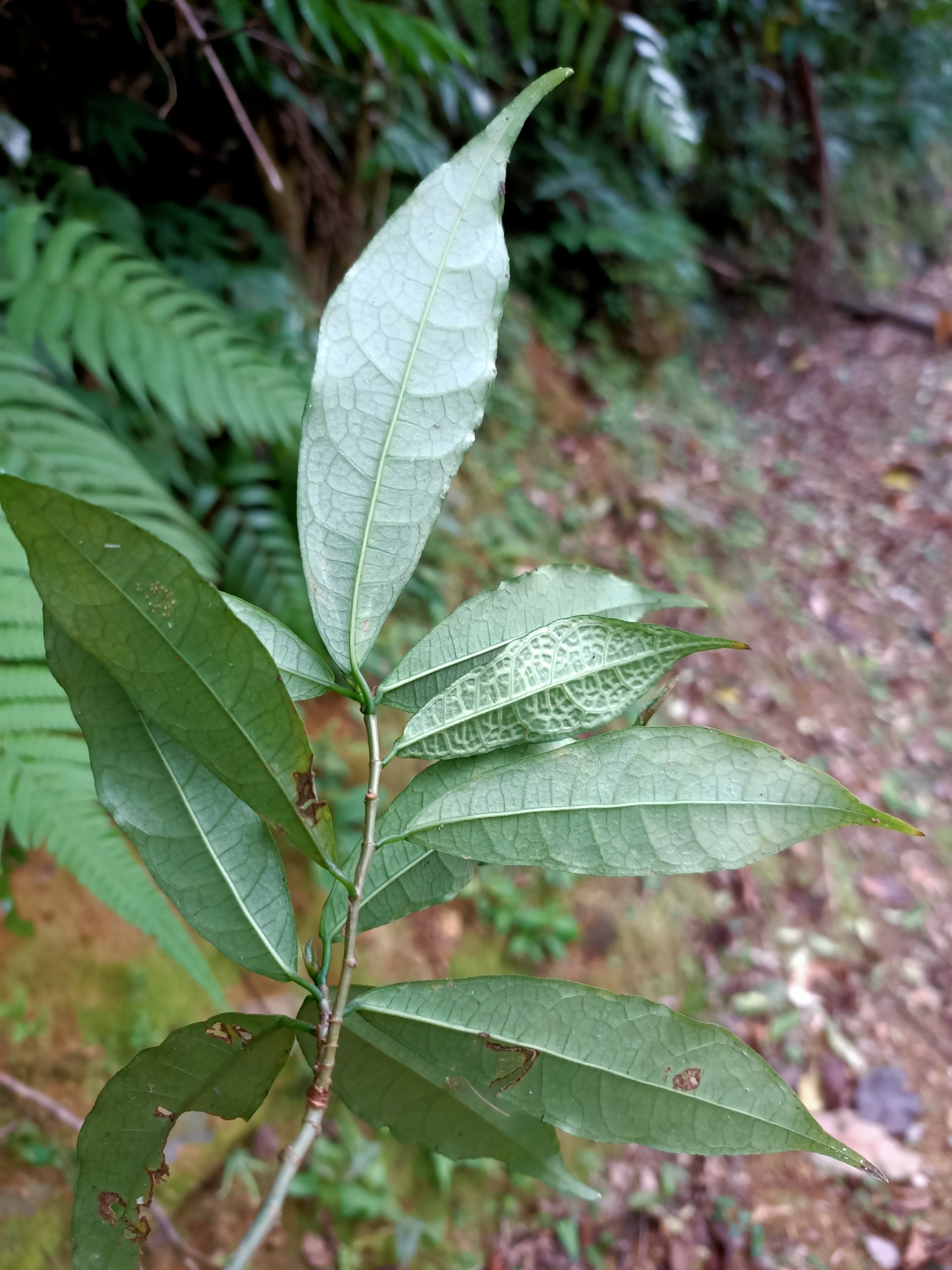Ficus formosana Maxim.