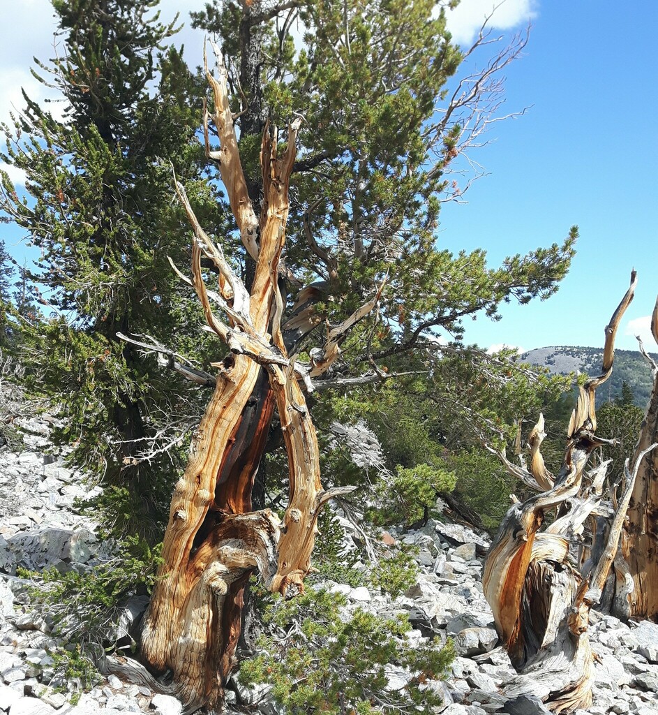 Great Basin bristlecone pine from White Pine County, NV, USA on ...