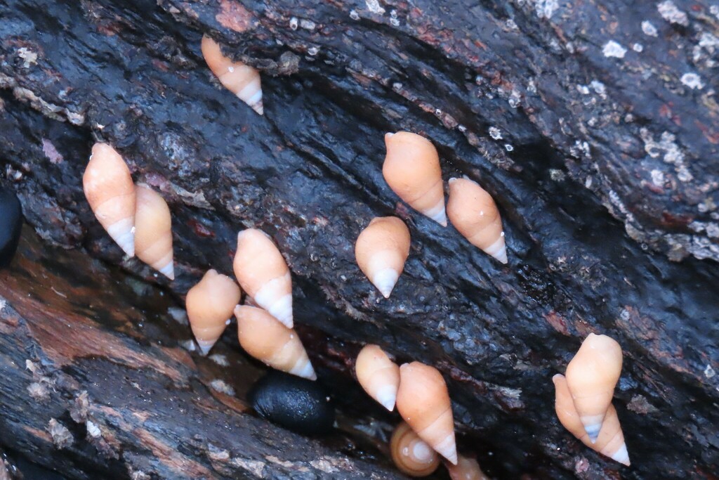yellow-coated clusterwink from Guerilla Bay NSW 2536, Australia on ...