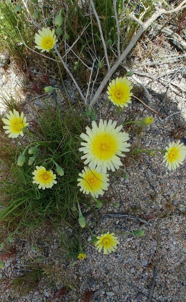 desert dandelion from Red Rock Canyon State Park, Kern, California ...