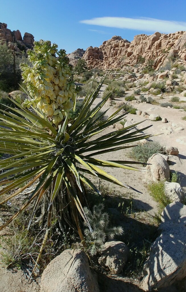 Mojave Yucca from Riverside County, CA, USA on April 9, 2021 at 04:20 ...