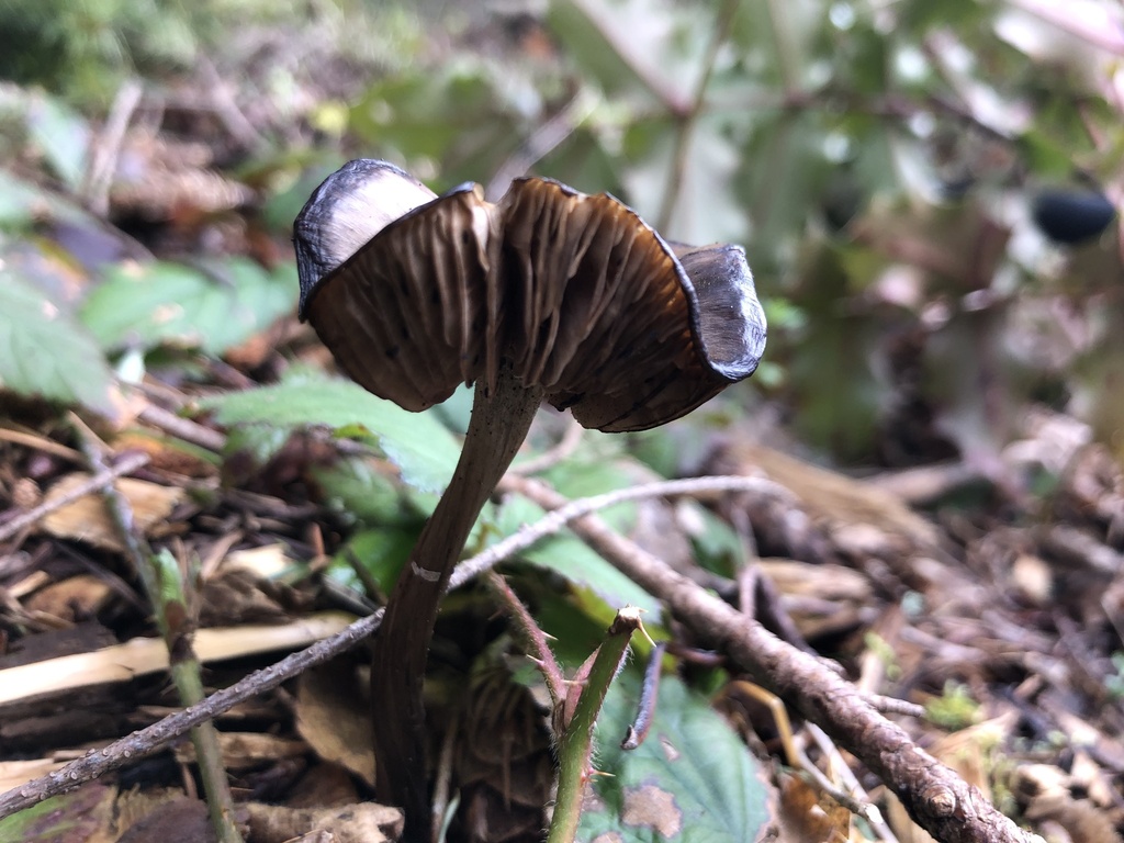 Wavy Cap in March 2023 by ecologyquail · iNaturalist