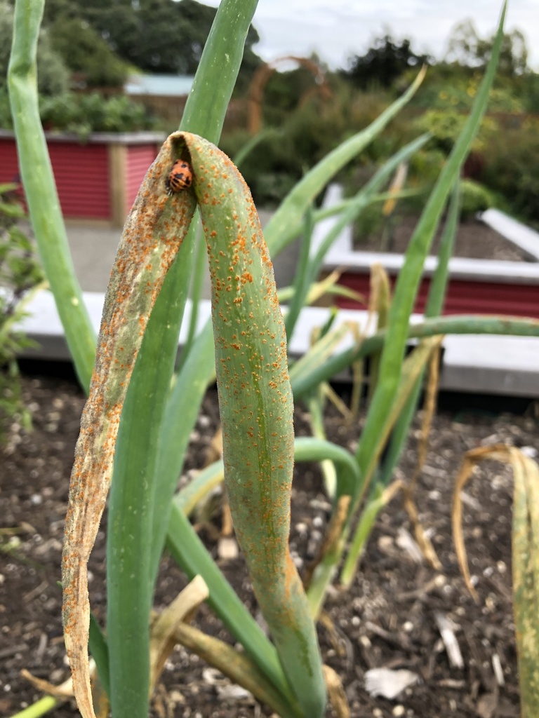 Allium Rust from Auckland Botanic Gardens, Auckland, Auckland, NZ on ...