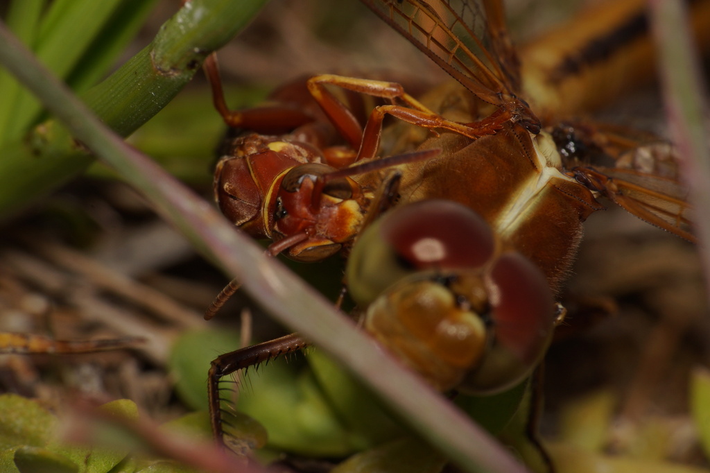 Southern Paper Wasp from Pine Glades Lake, FL, USA on March 24, 2023 at ...
