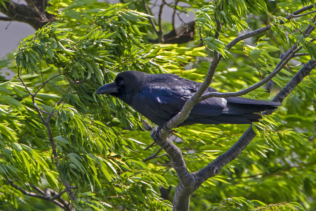 Japanese Crow from 279 Yamashitachō, Naka Ward, Yokohama, Kanagawa 231 ...