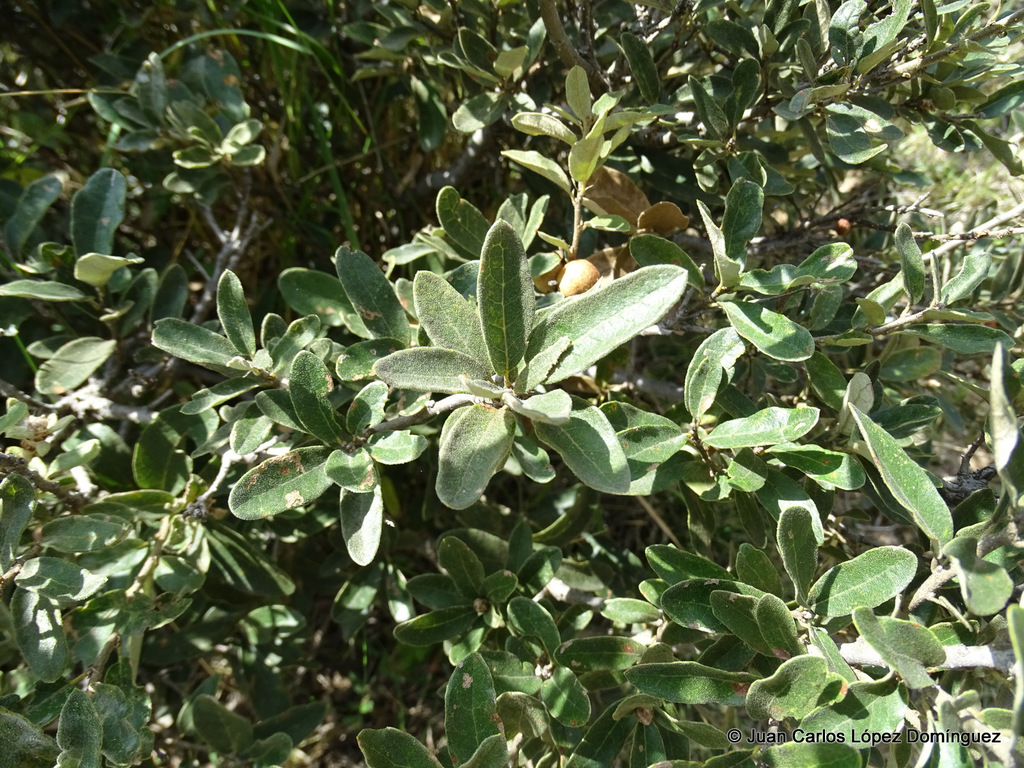 Littleleaf Oak (Quercus microphylla) - Botanical Realm