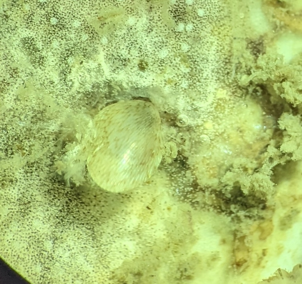 Bivalves from Yabby St at One Mile Jetty, Dunwich QLD 4183, Australia ...