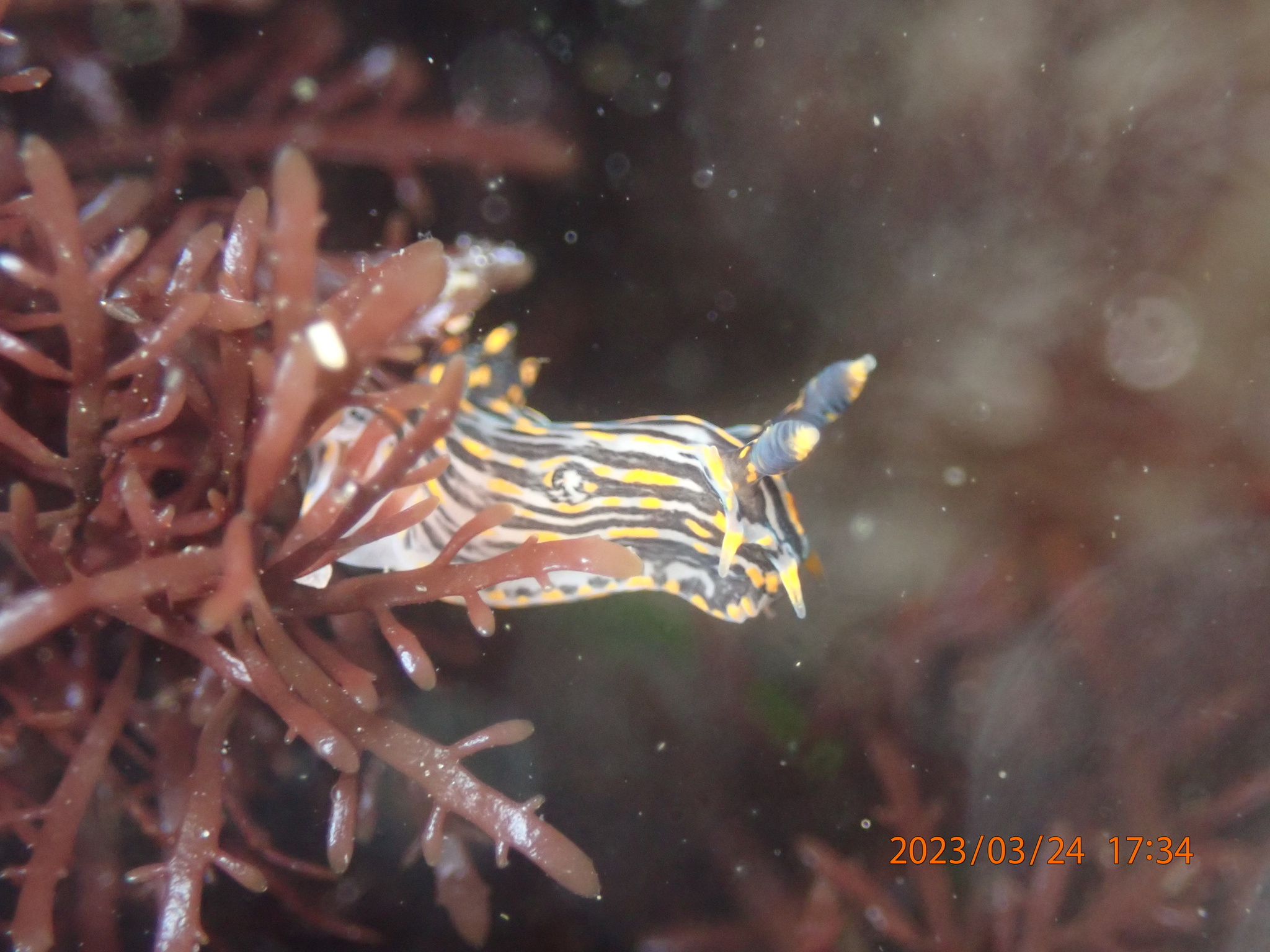 Polycera atra MacFarland, 1905