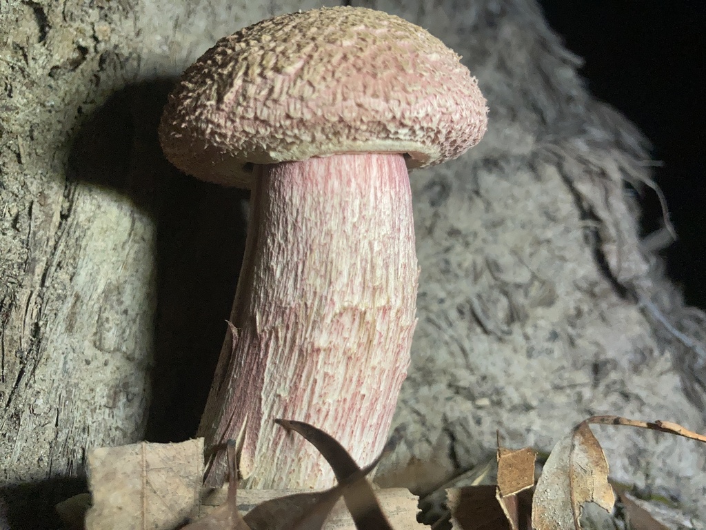 Boletellus from Maree St, Aroona, QLD, AU on March 23, 2023 at 08:00 PM ...