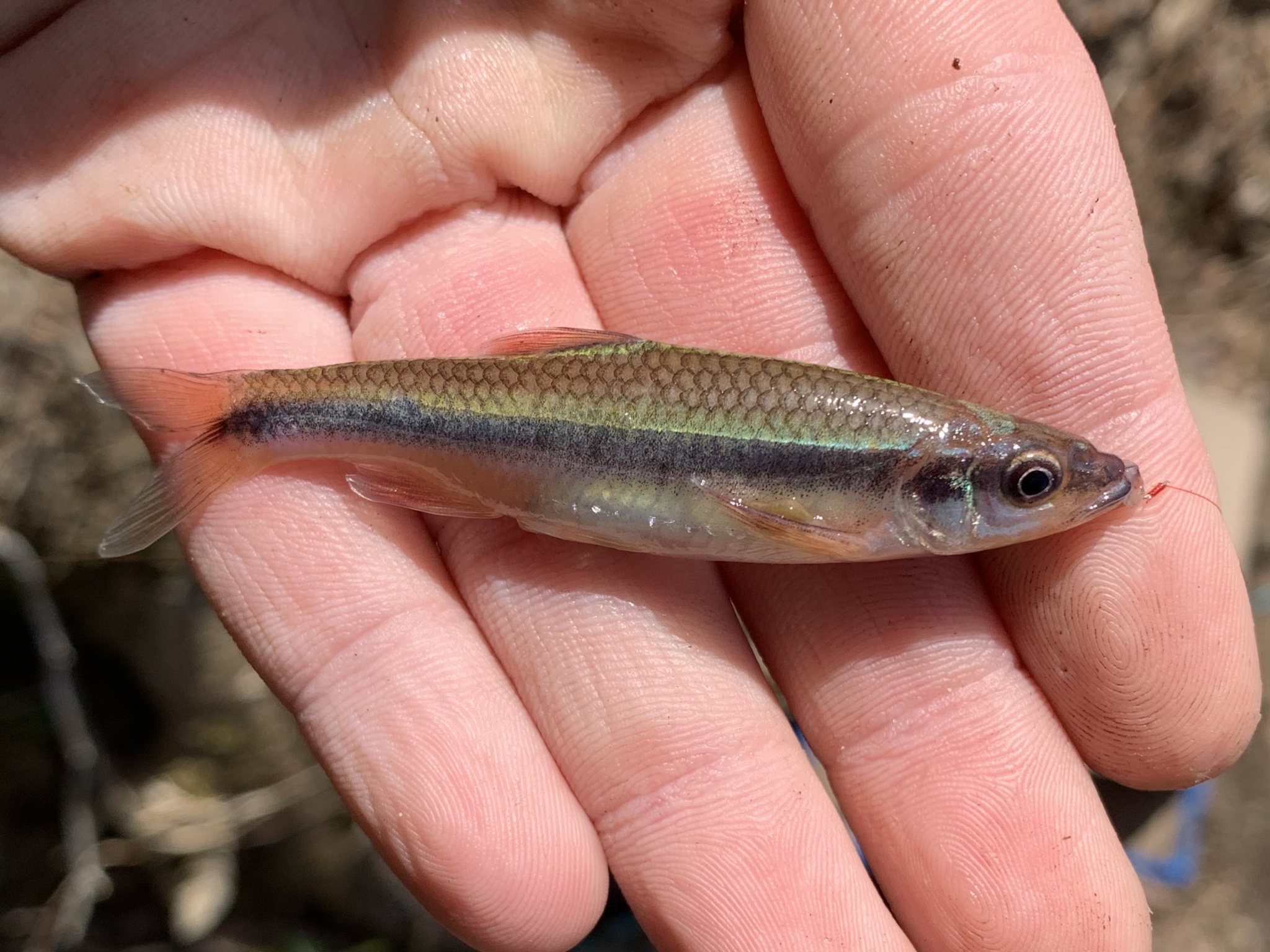Notropis lutipinnis (Jordan & Brayton, 1878)