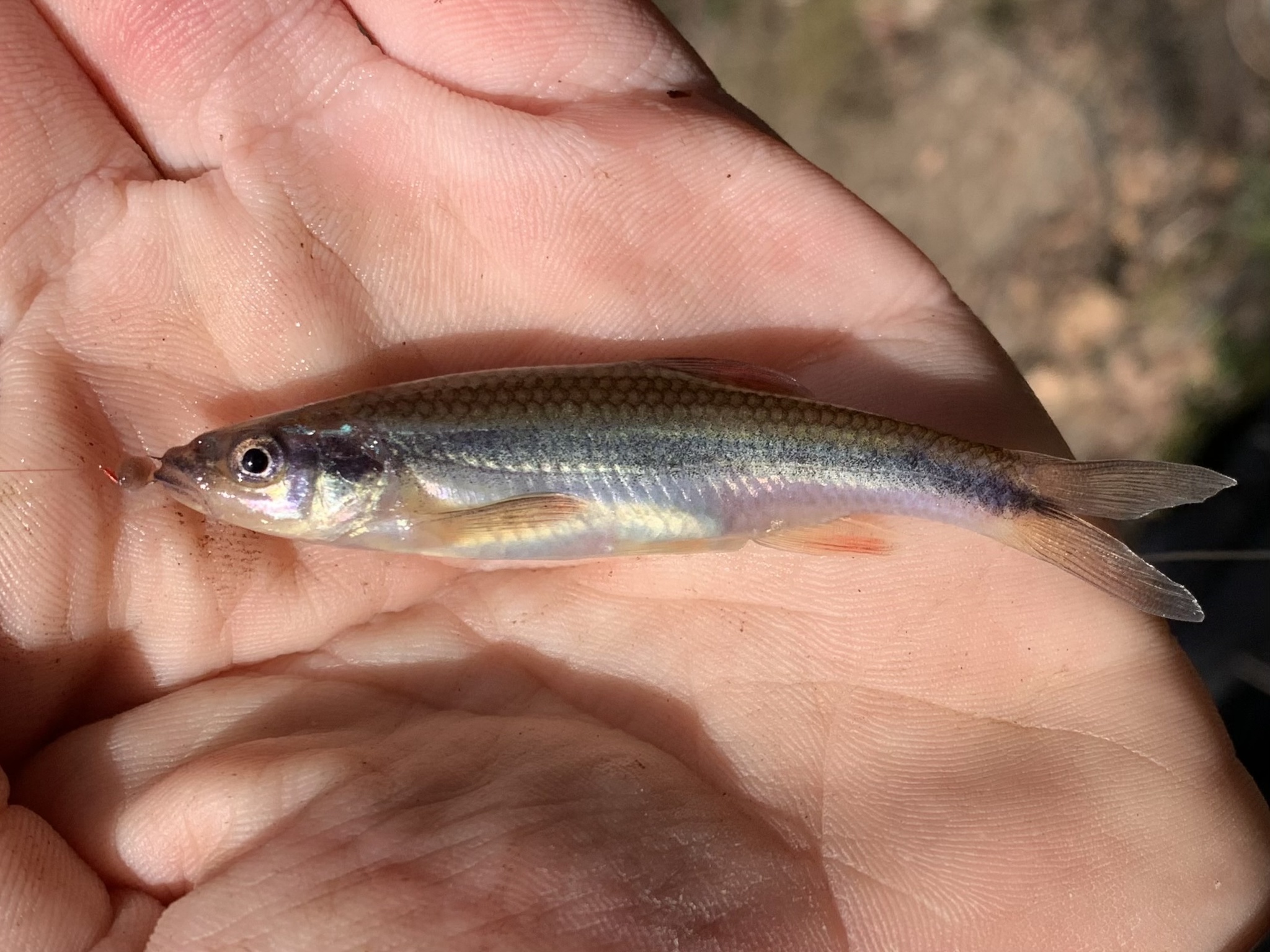Notropis lutipinnis (Jordan & Brayton, 1878)