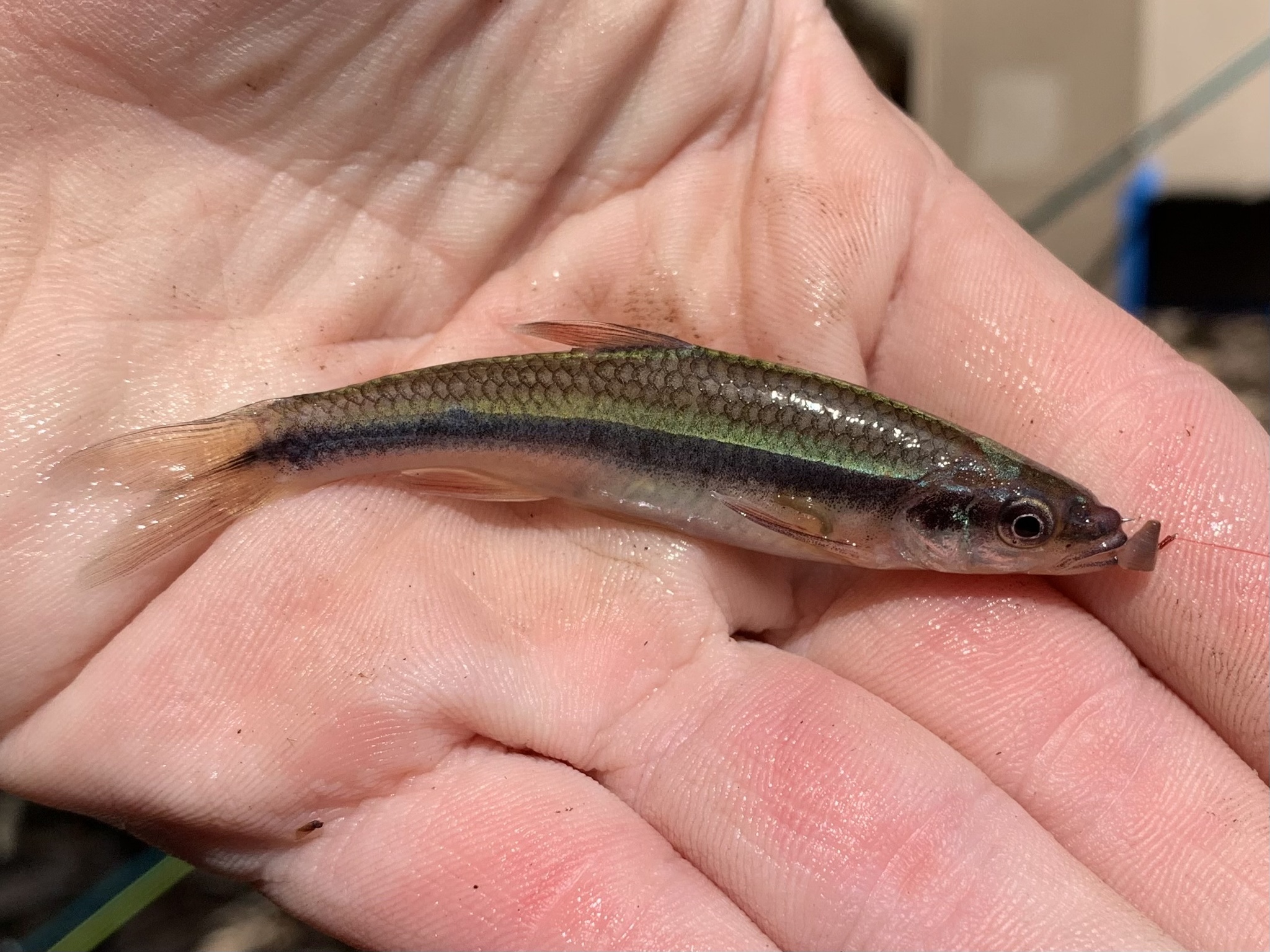 Notropis lutipinnis (Jordan & Brayton, 1878)