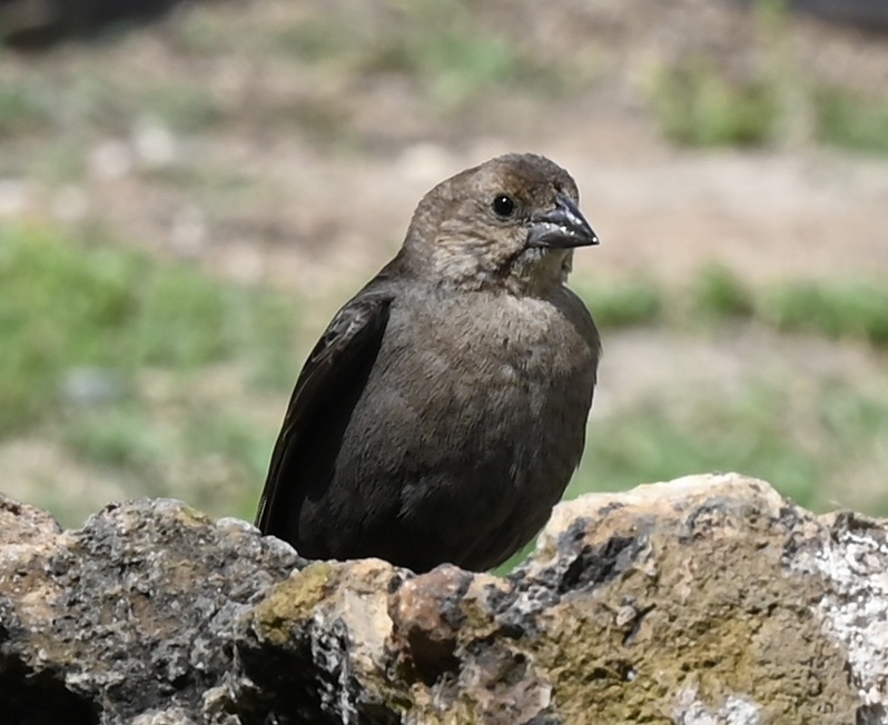 Brown-headed Cowbird from Quail Meadow Dr, Kyle, TX, US on March 23 ...