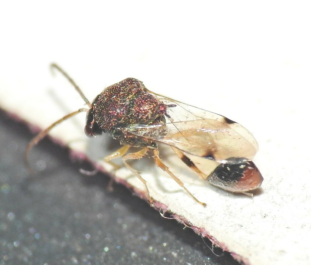 Stilbula from Talegalla Weir QLD 4650, Australia on March 24, 2023 at ...