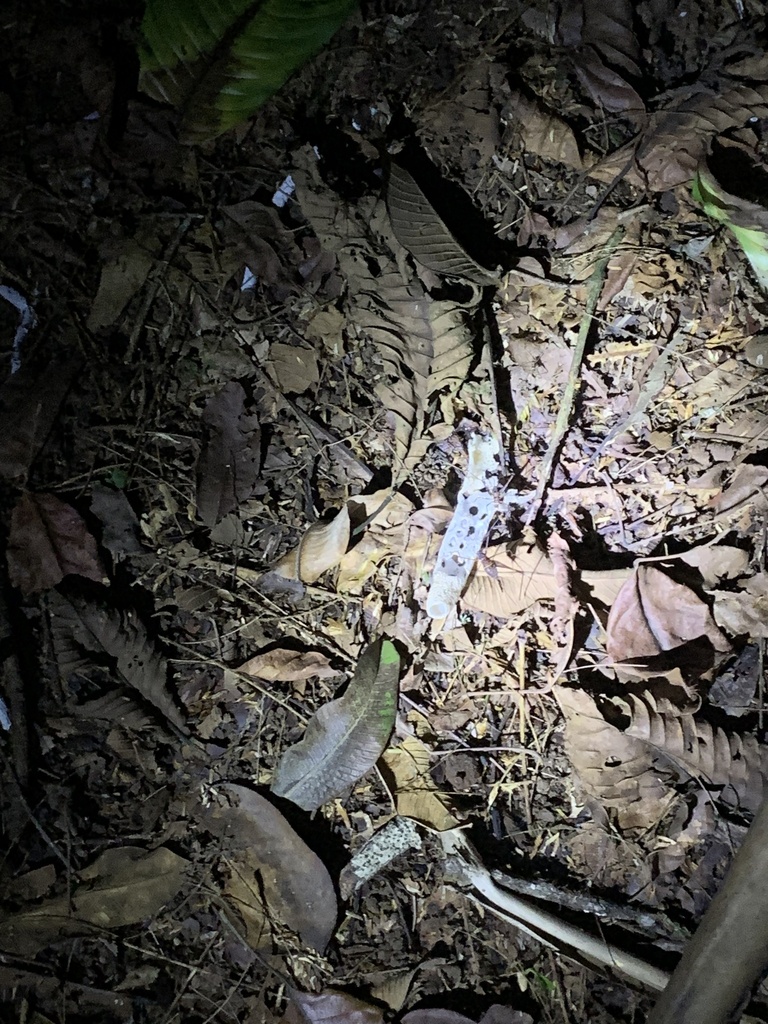 Staheliomyces from Cca, Sarapiqui, Heredia, CR on March 24, 2023 at 08: ...