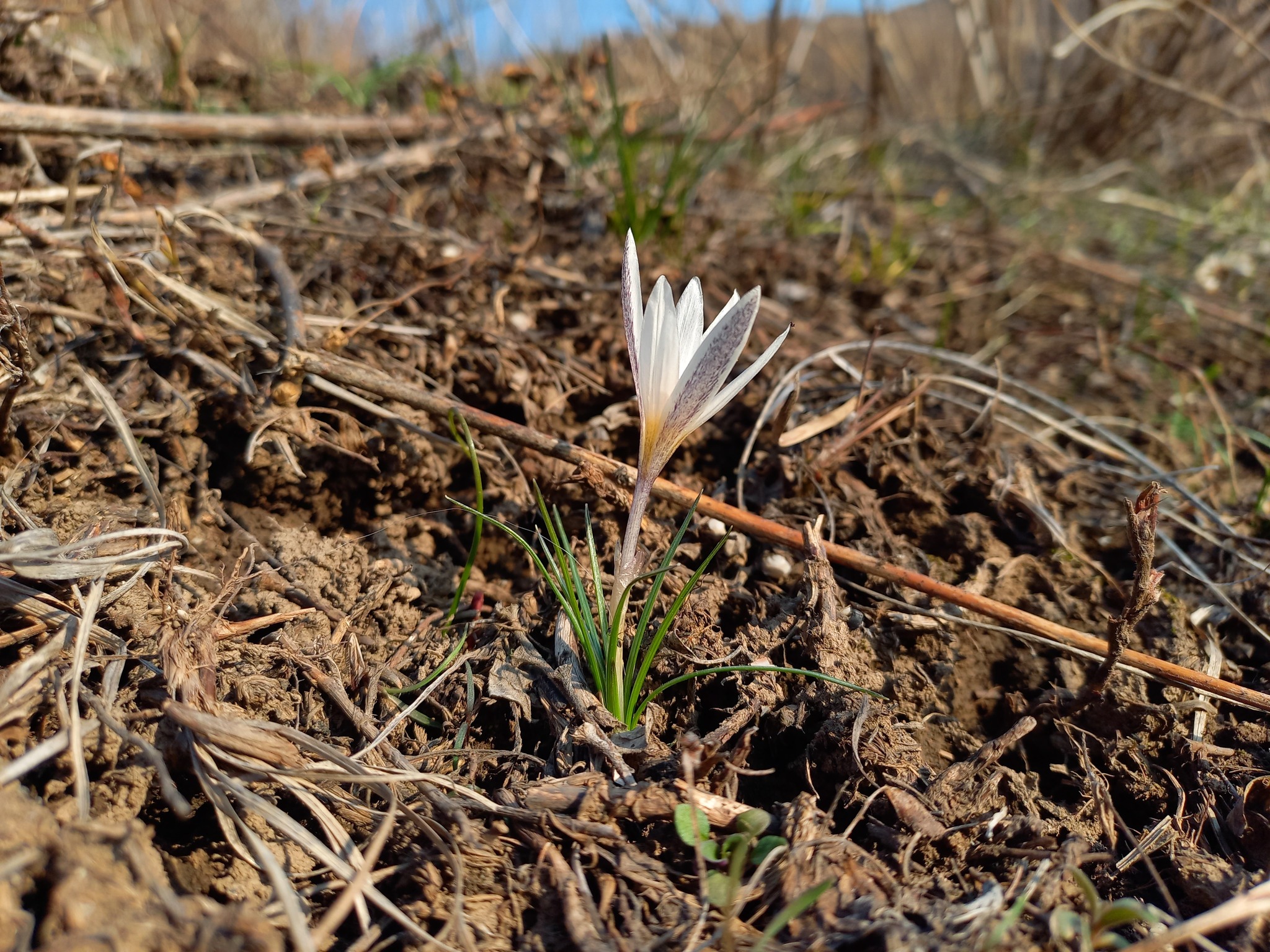 Crocus alatavicus Regel & Semen.