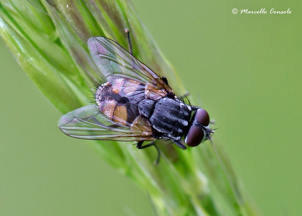 Musca autumnalis (Invertebrados del Massís del Montseny) · iNaturalist