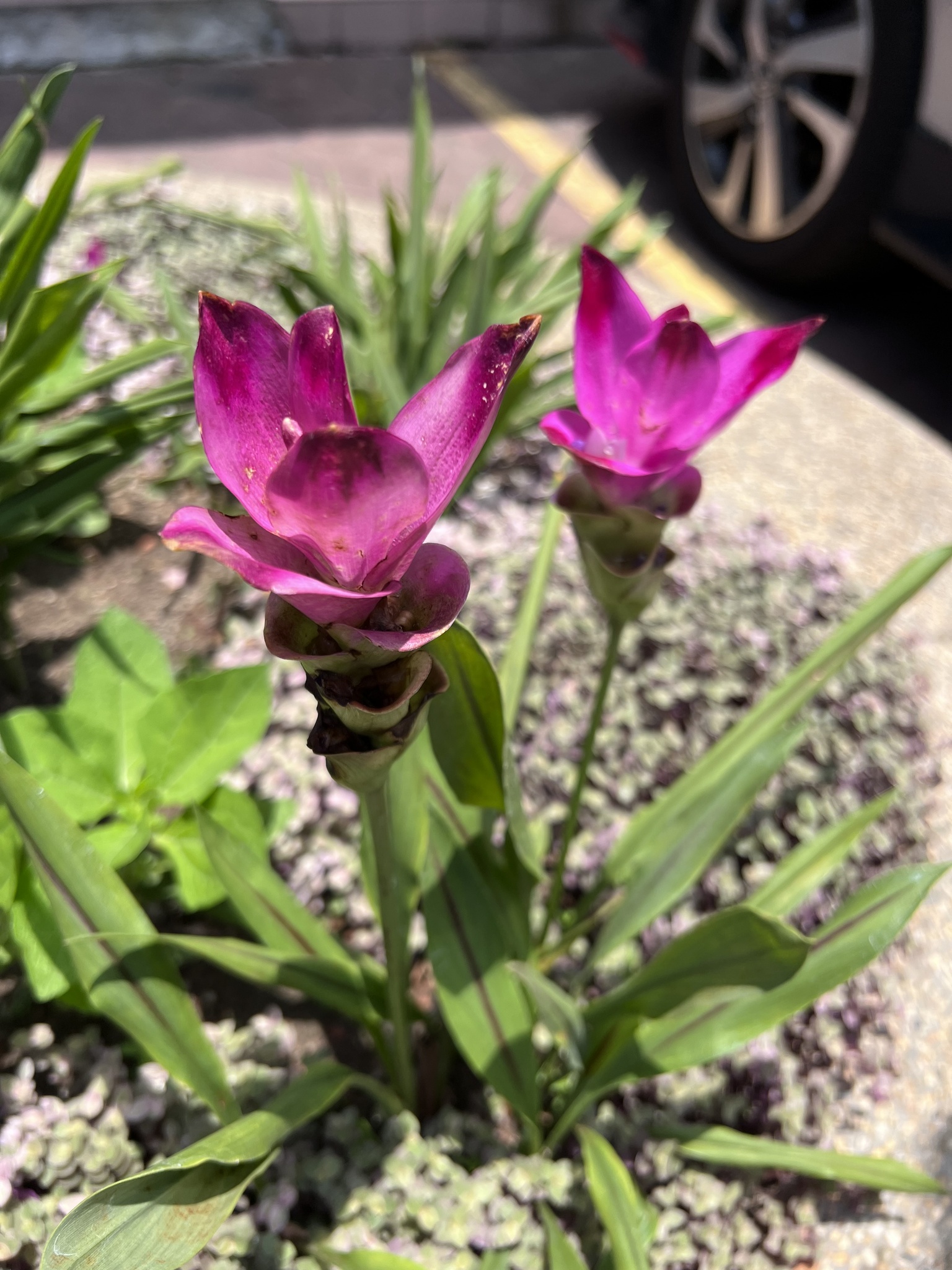 Curcuma L.