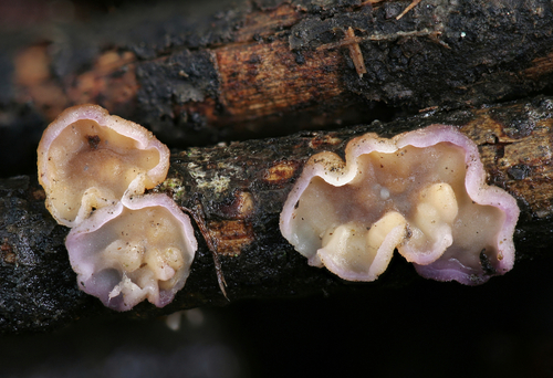 Cytidia stereoides · iNaturalist Mexico