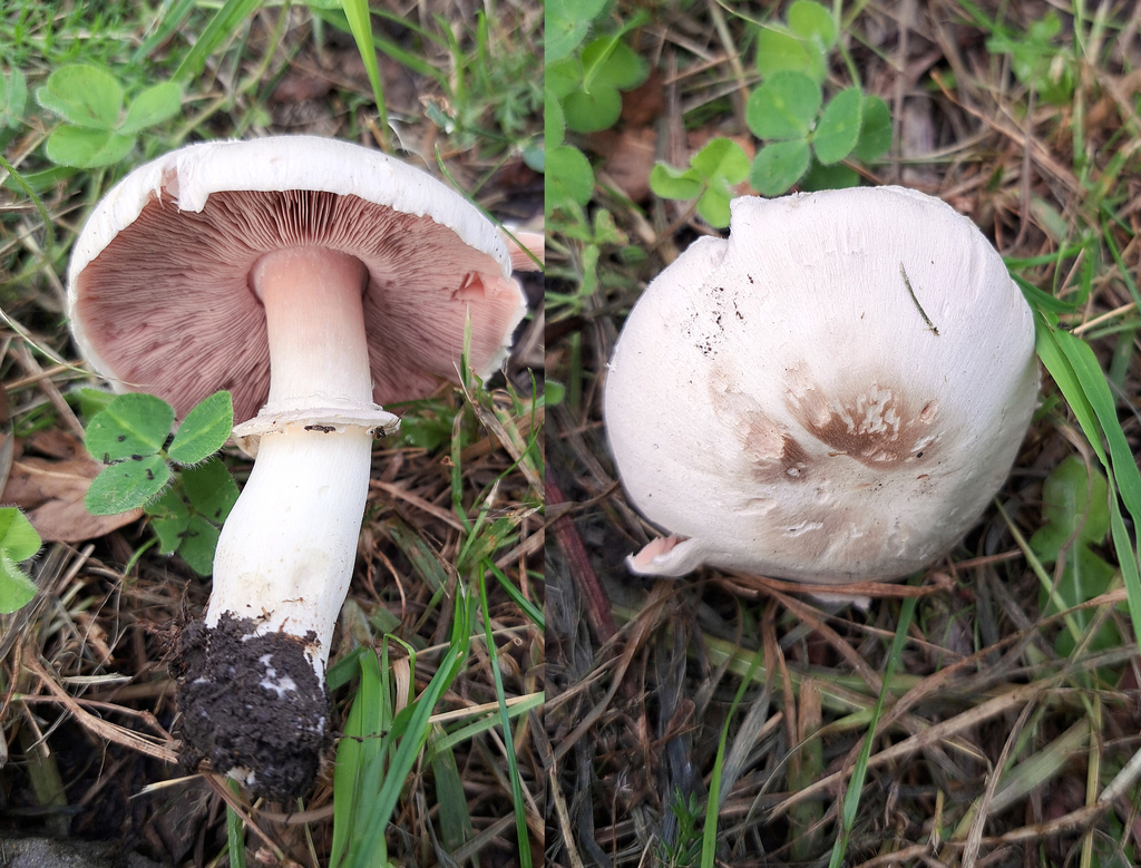 California Agaricus from Woolston, Christchurch, New Zealand on March ...
