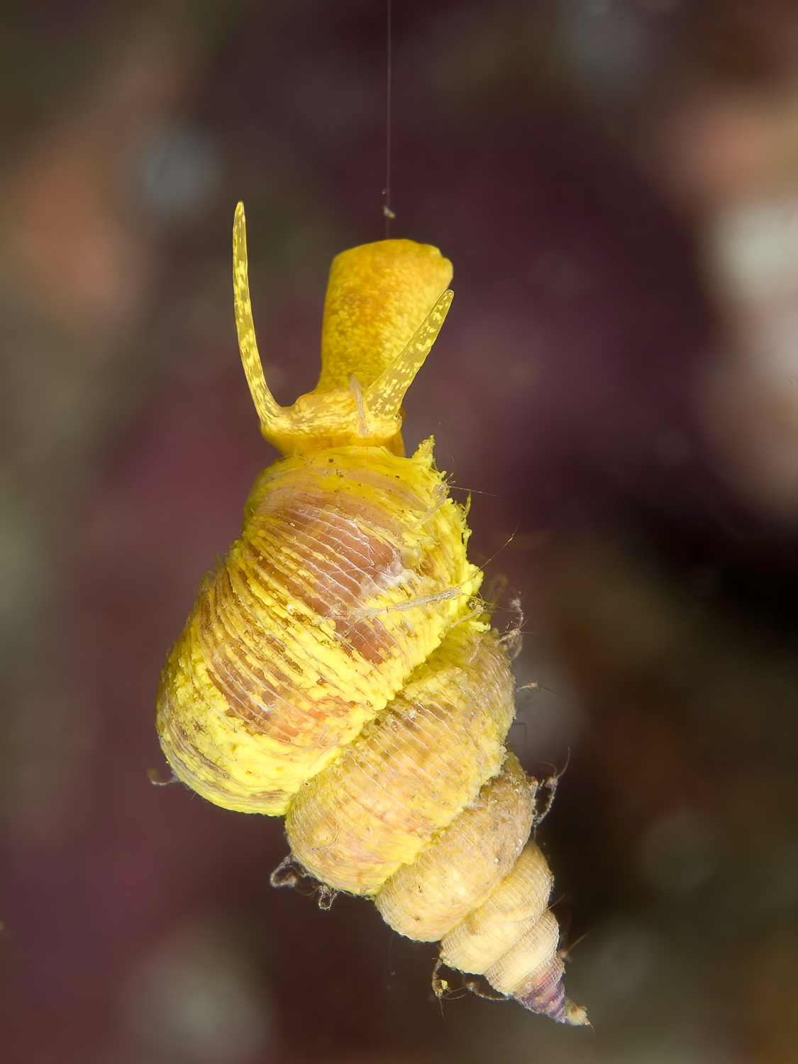 Epidendrium billeeanum (DuShane & Bratcher, 1965)