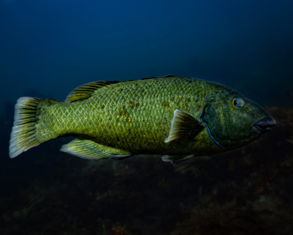 Western Blue Groper from Coulta SA 5607, Australia on March 25, 2023 at ...