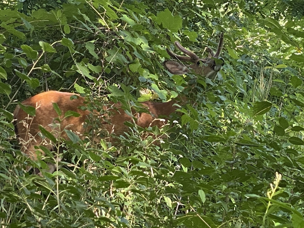White-tailed Deer from High Park, Toronto, ON, CA on July 29, 2022 at ...
