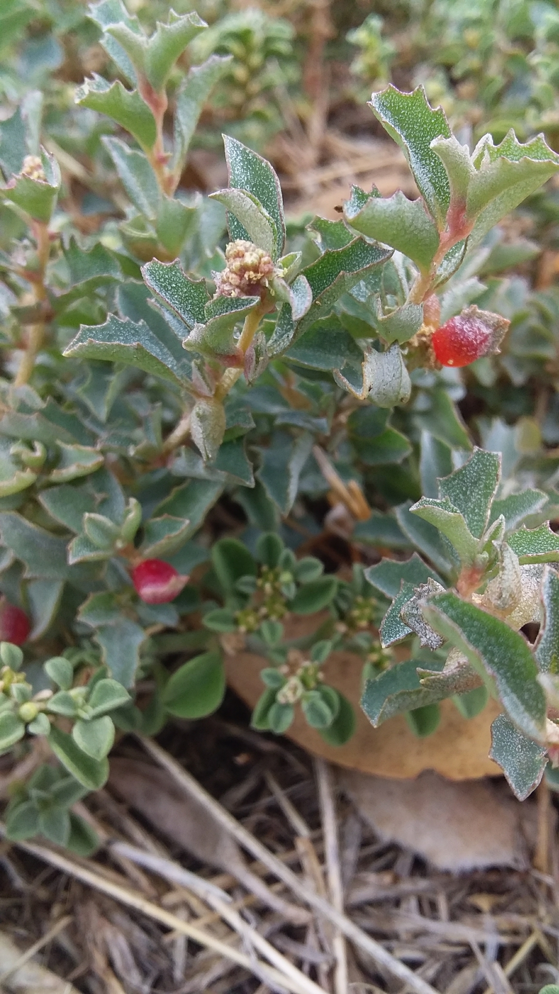 Atriplex semibaccata R.Br.