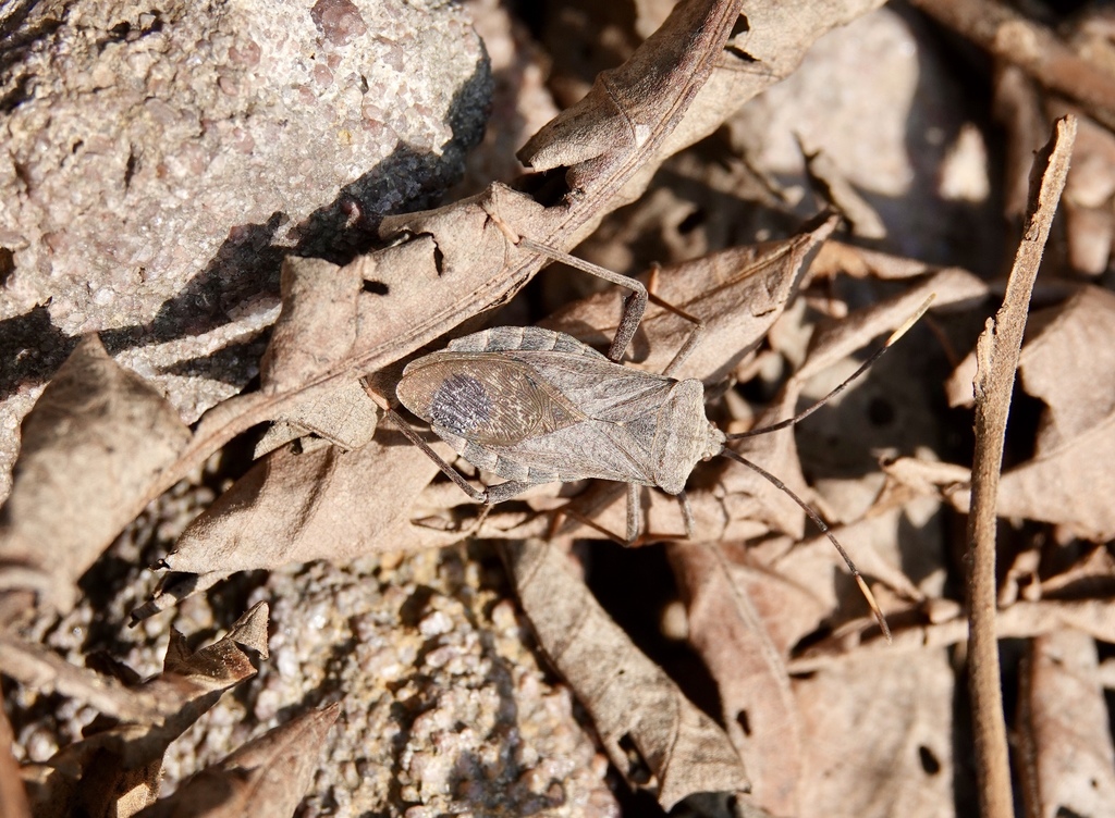 Ochrochira qingshanensis from 蓟州区, 天津市, , CN on October 5, 2018 at 06: ...