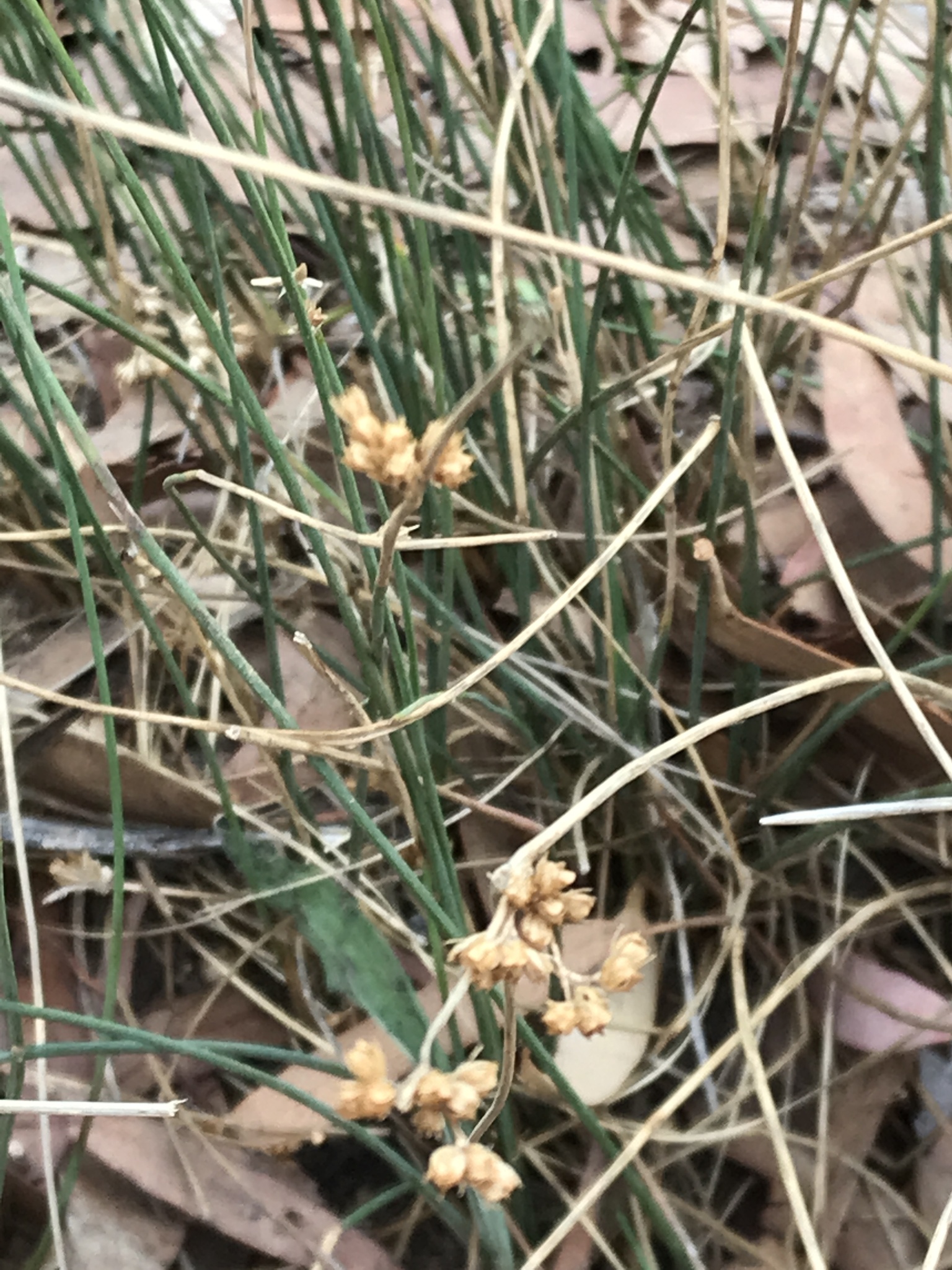Juncus subsecundus N.A.Wakef.