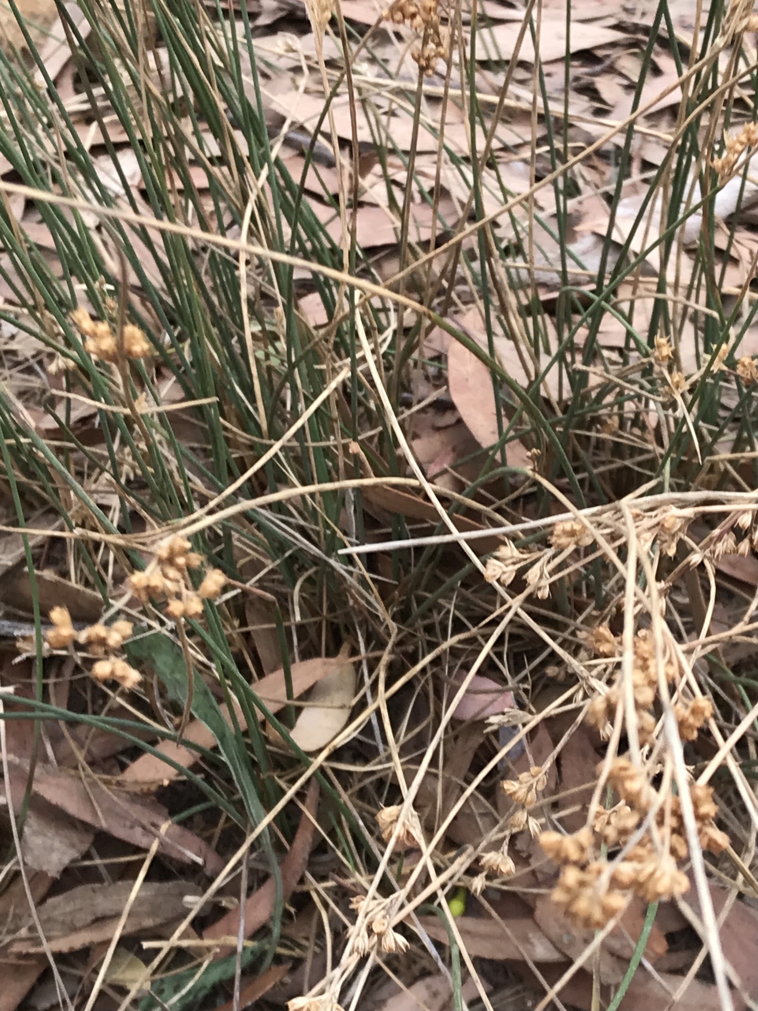 Juncus subsecundus N.A.Wakef.