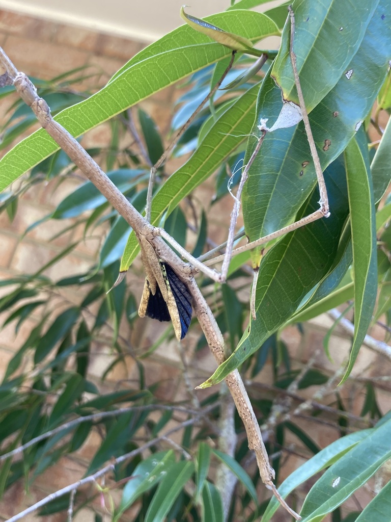 Margin-winged Stick Insect from Witta QLD 4552, Australia on March 24 ...