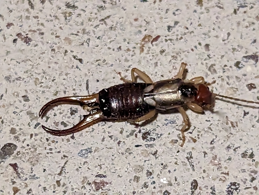 Forficula mediterranea from San Diego, CA 92119, USA on March 24, 2023 ...