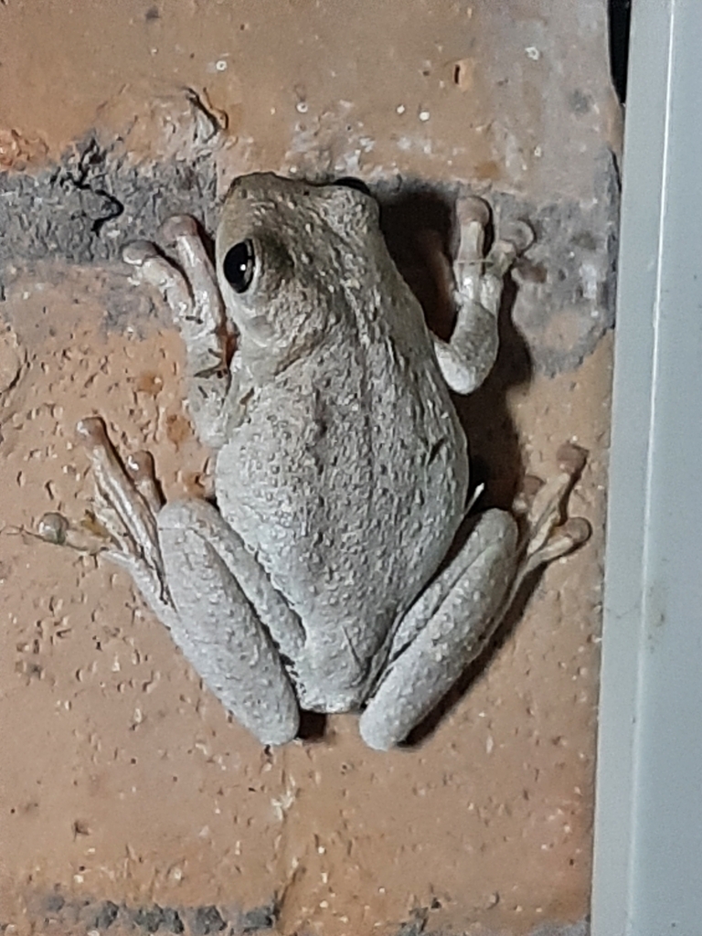 Peron's Tree Frog in March 2023 by Neil and Sarah · iNaturalist