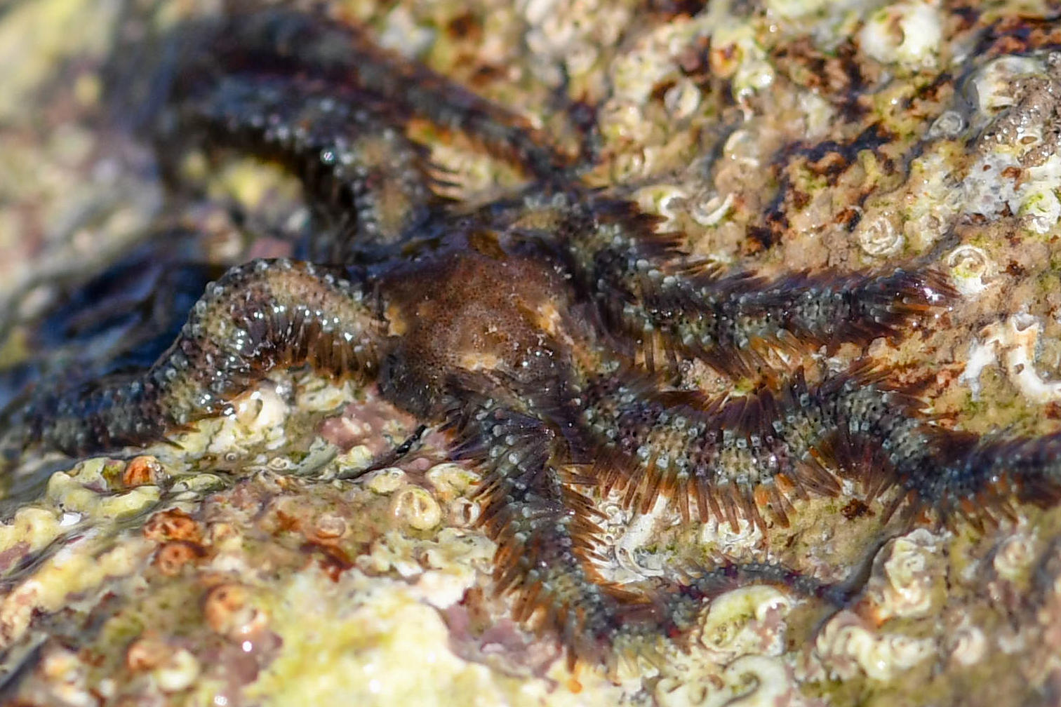 Ophiothrix fragilis (Abildgaard, 1789)