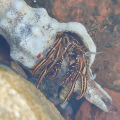 Clibanarius signatus · NaturaLista Colombia