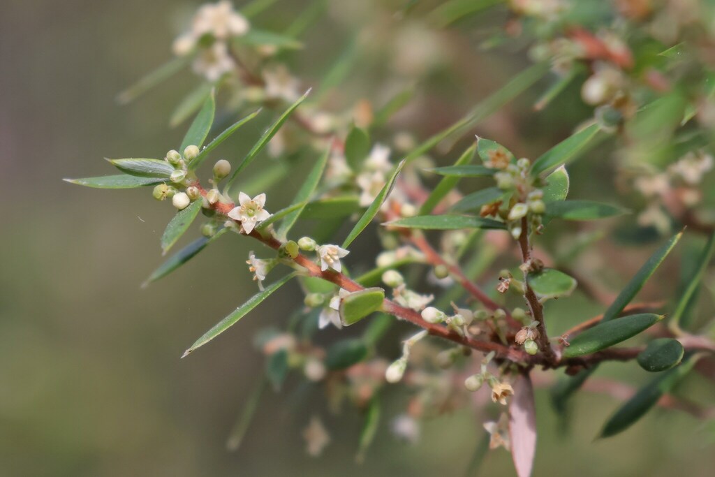Goldy Wood from Chapple Vale VIC 3239, Australia on February 16, 2023 ...