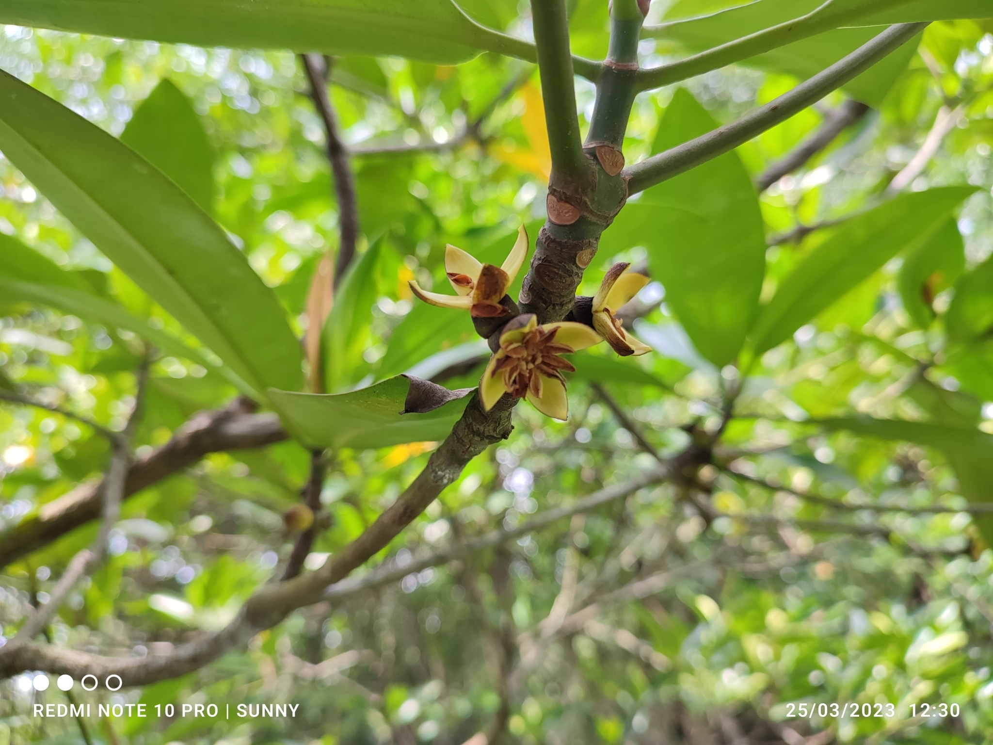 Rhizophora apiculata Blume