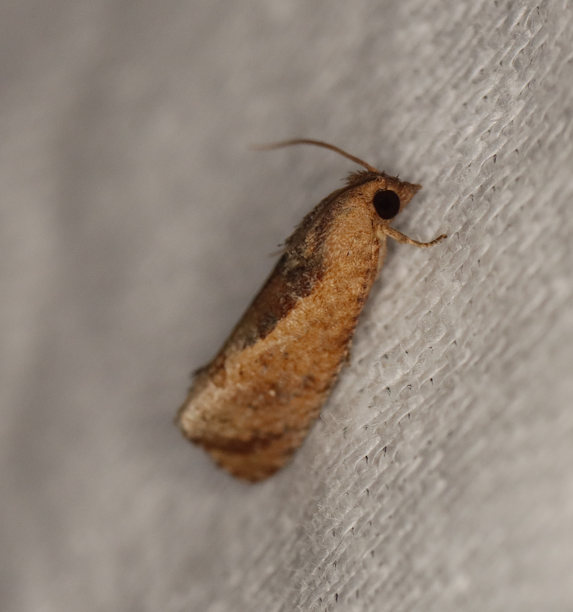 Cryptophlebia ombrodelta (Lower, 1898)