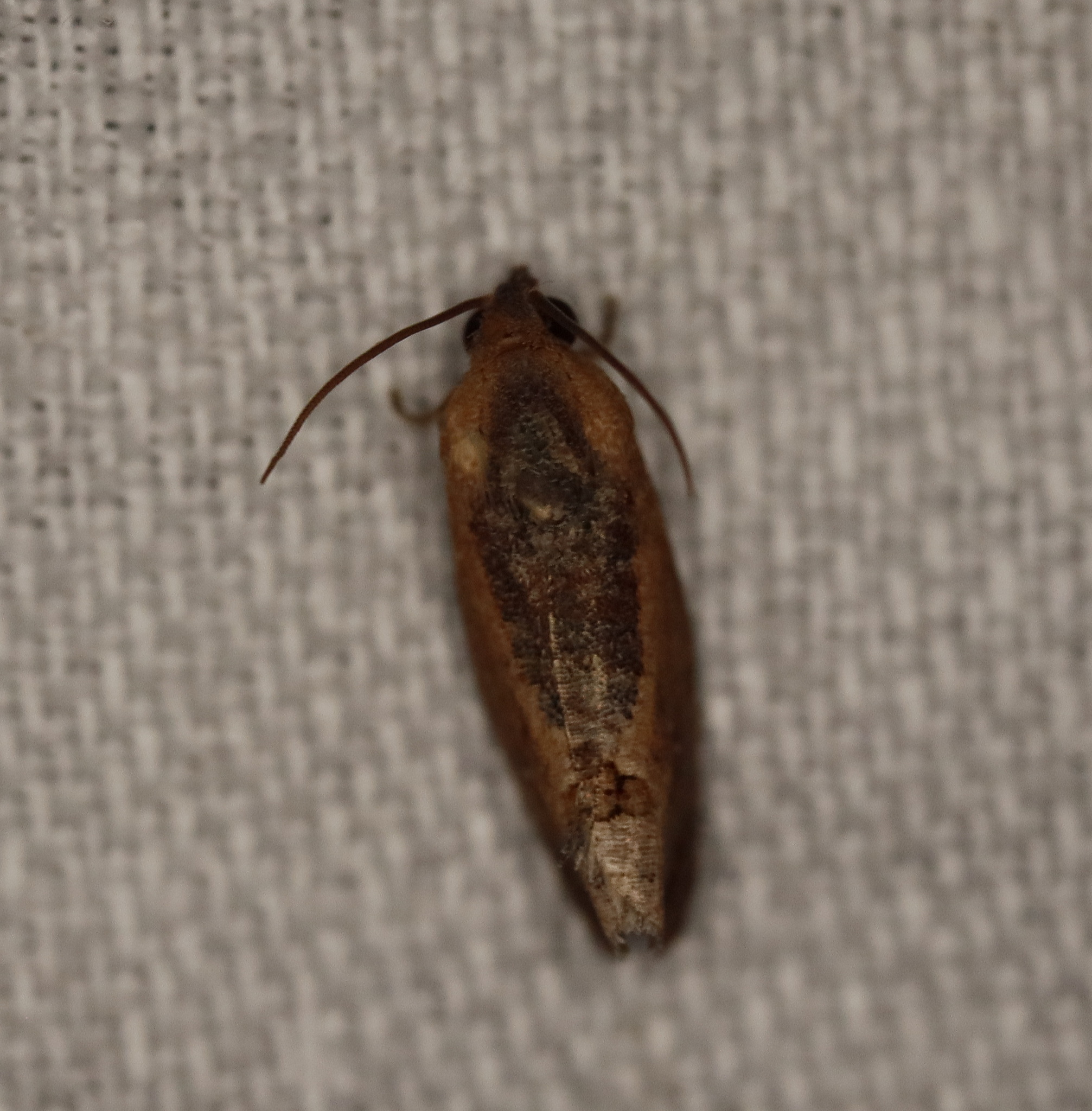 Cryptophlebia ombrodelta (Lower, 1898)