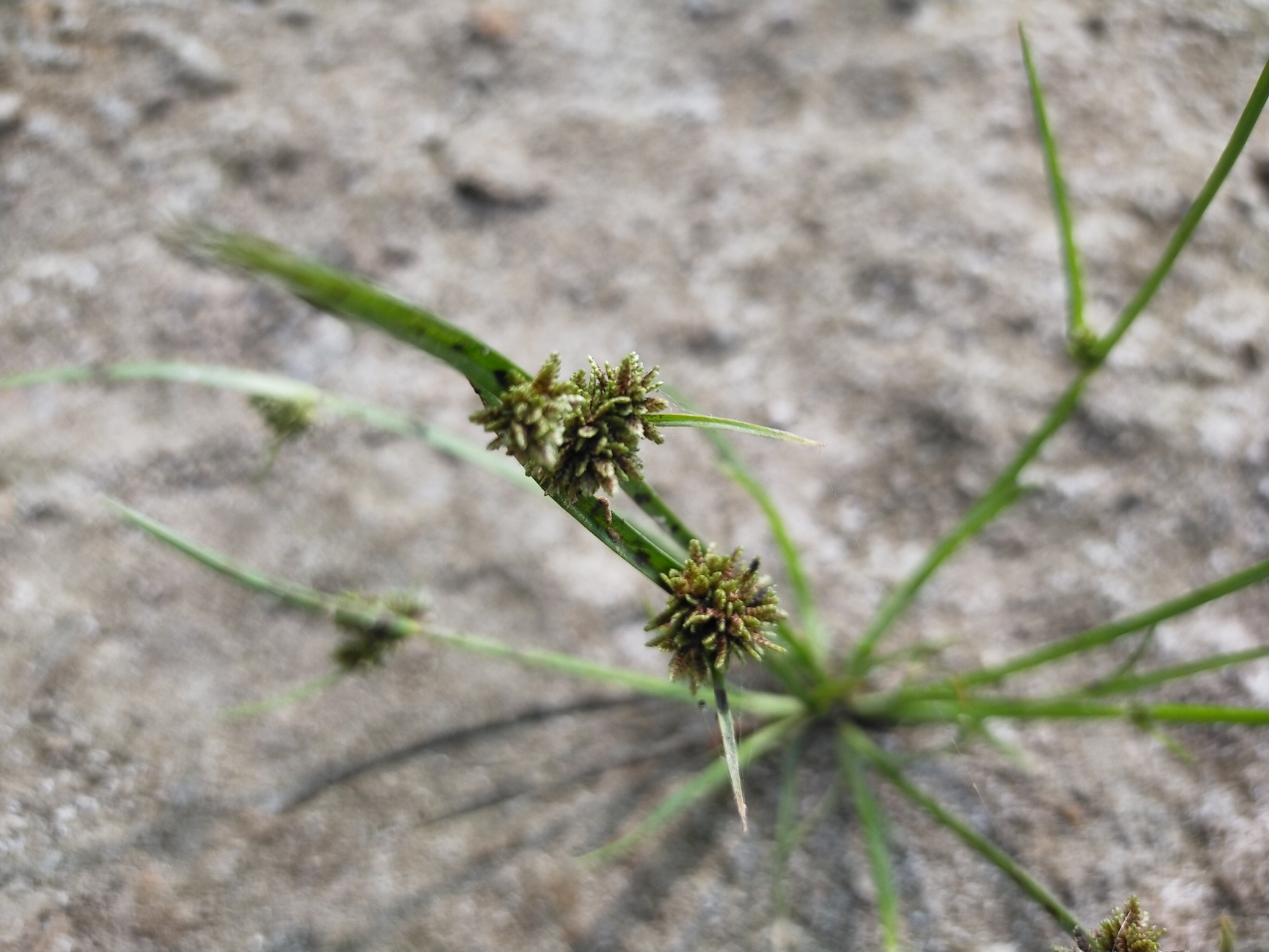 Cyperus difformis L.
