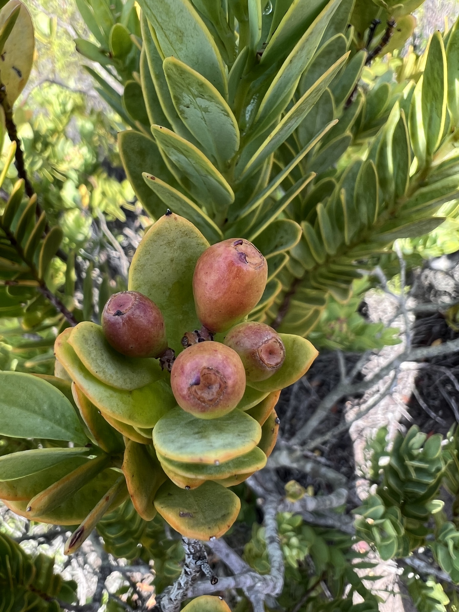 Osyris compressa (P.J.Bergius) A.DC.