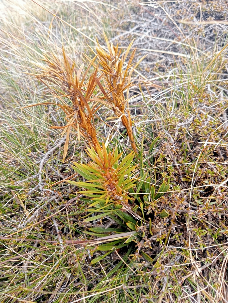 Aciphylla hectori from Middlemarch 9597, New Zealand on March 25, 2023 ...