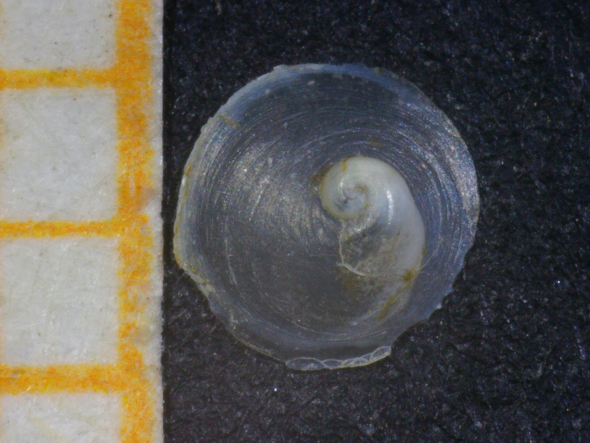 Calyptraea Lamarck, 1799