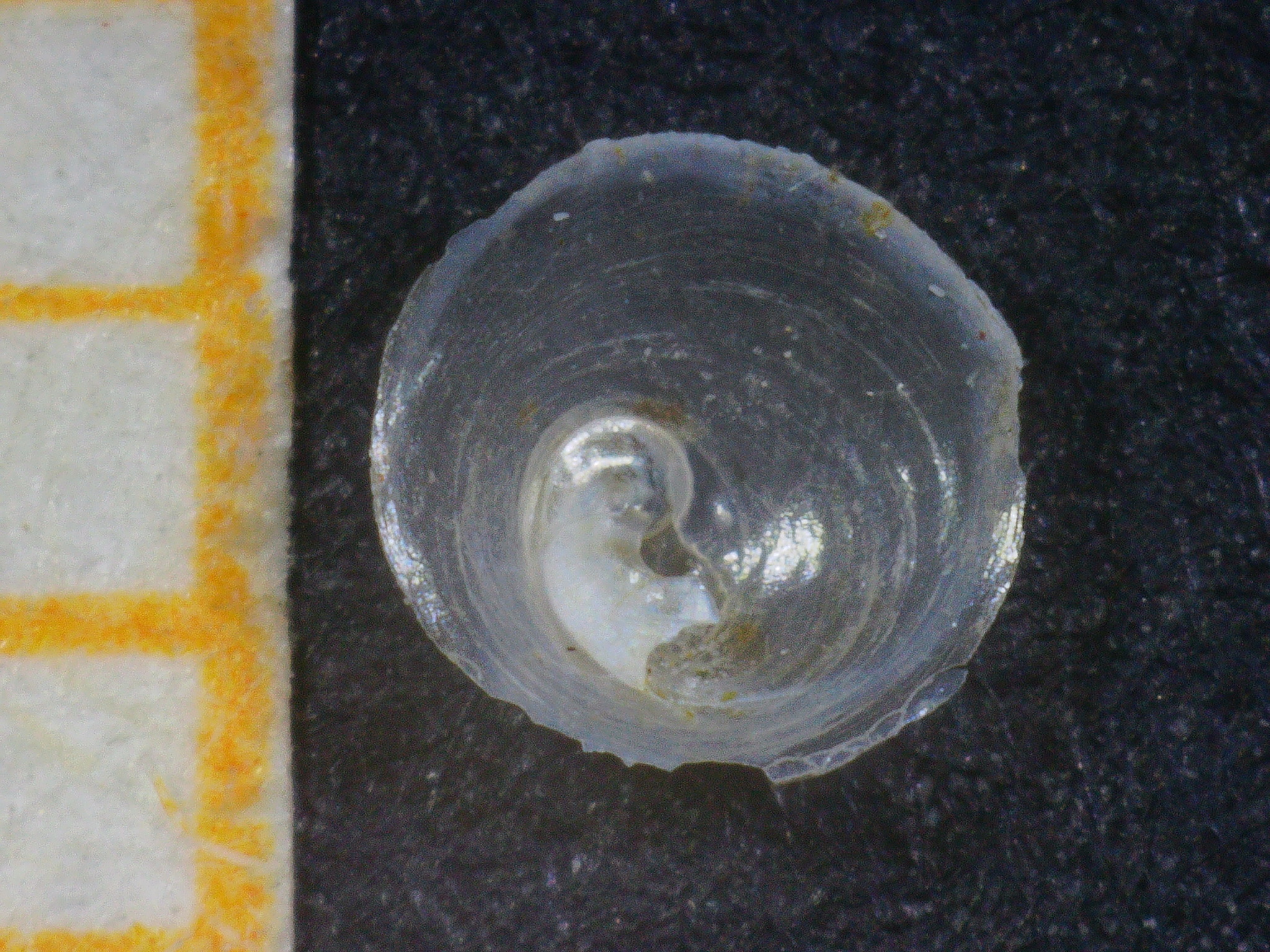 Calyptraea Lamarck, 1799