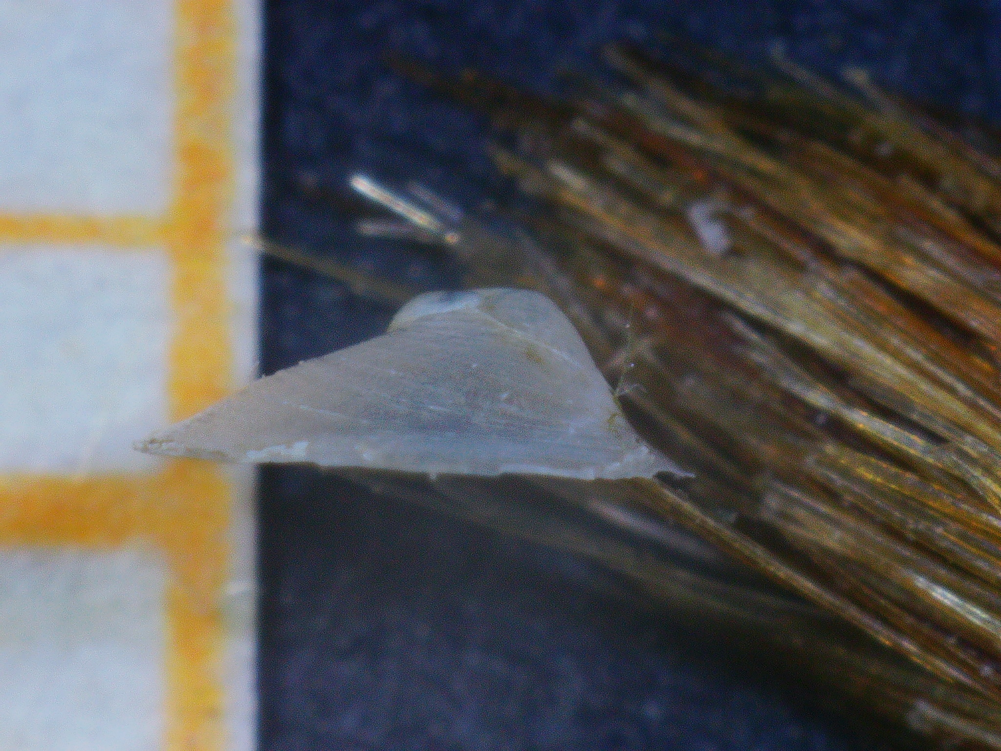 Calyptraea Lamarck, 1799